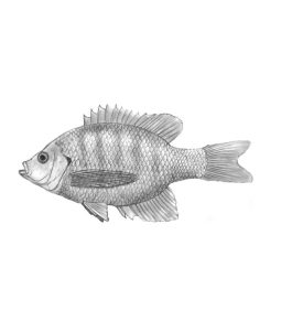 25 Easy Fish Drawing Ideas - How to Draw a Fish