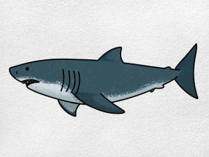 25 Easy Shark Drawing Ideas - How to Draw a Shark