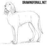 25 Easy Dog Drawing Ideas - How to Draw a Dog