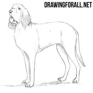 25 Easy Dog Drawing Ideas - How to Draw a Dog