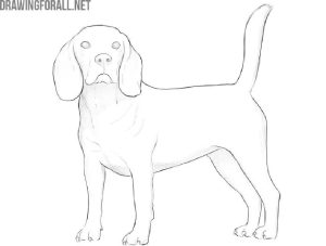 25 Easy Dog Drawing Ideas - How to Draw a Dog