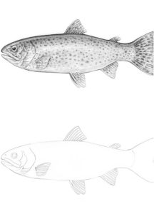 25 Easy Fish Drawing Ideas - How to Draw a Fish