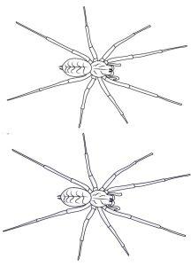 25 Easy Spider Drawing Ideas - How to Draw a Spider