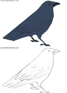 20 Easy Crow Drawing Ideas - How To Draw Crow - Blitsy