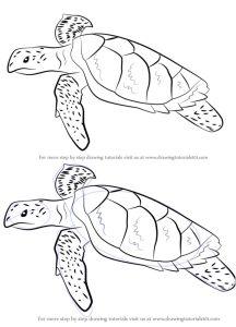 25 Easy Turtle Drawing Ideas - How To Draw A Turtle - Blitsy