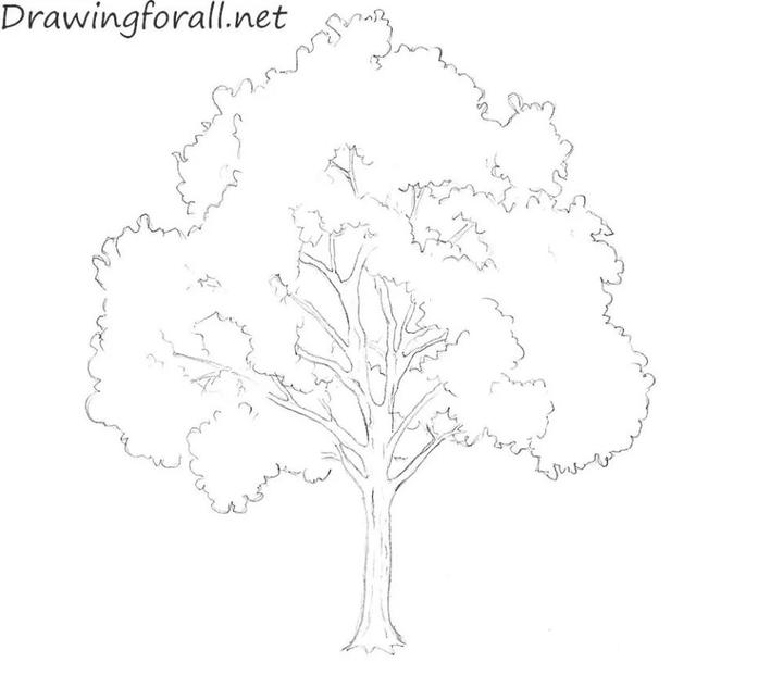 40 Easy Tree Drawing Ideas How To Draw A Tree 2023 