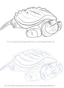 How to Draw an Easy Hawksbill Turtle - Killeen Thatter1999