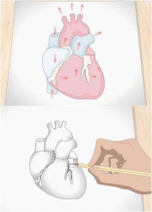 15 Easy Human Heart Drawing Ideas - Draw A Human Heart