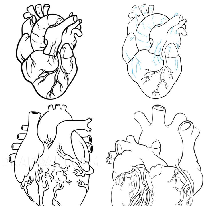 15 Easy Human Heart Drawing Ideas Draw A Human Heart