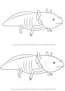 How To Draw A Minecraft Axolotl - Roberts Thenly
