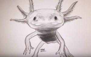 15 Cute Axolotl Drawing Ideas - How to Draw an Axolotl - Blitsy
