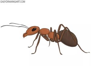 25 Easy Ant Drawing Ideas - How to Draw an Ant