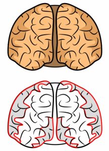 20 Easy Brain Drawing Ideas - How to Draw a Brain - Blitsy