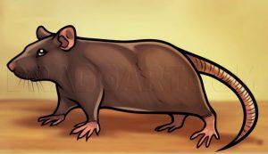 25 Easy Rat Drawing Ideas - How to Draw a Rat