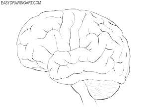 20 Easy Brain Drawing Ideas - How to Draw a Brain - Blitsy