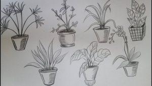 30 Easy Plant Drawing Ideas - How to Draw a Plant