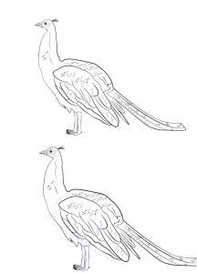 25 Easy Peacock Drawing Ideas - How to Draw Peacock