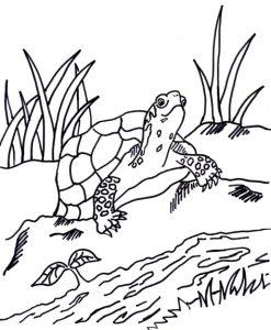 25 Free Turtle Coloring Pages for Kids and Adults