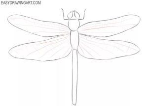 25 Easy Dragonfly Drawing Ideas - How to Draw