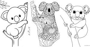 25 Free Koala Coloring Pages for Kids and Adults