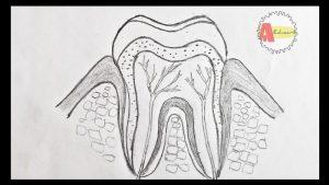 20 Easy Tooth Drawing Ideas - How to Draw a Tooth