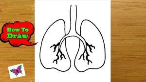 25 Easy Lungs Drawing Ideas - How to Draw Lungs