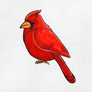 20 Easy Cardinal Drawing Ideas - Draw a Cardinal