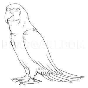 25 Easy Parrot Drawing Ideas - How to Draw a Parrot