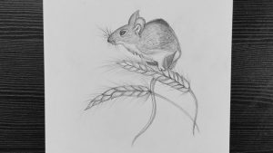 25 Easy Mouse Drawing Ideas - How to Draw a Mouse