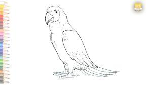 25 Easy Parrot Drawing Ideas - How to Draw a Parrot