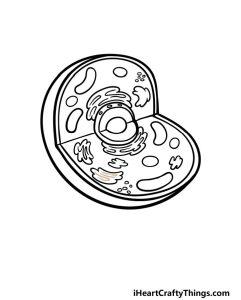 20 Easy Cell Drawing Ideas - How to Draw a Cell