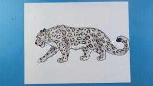 25 Easy Snow Leopard Drawing Ideas - How to Draw
