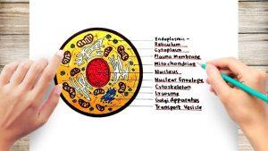 20 Easy Cell Drawing Ideas - How to Draw a Cell