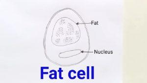 20 Easy Cell Drawing Ideas - How to Draw a Cell