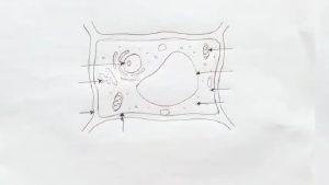 20 Easy Cell Drawing Ideas - How to Draw a Cell