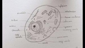 20 Easy Cell Drawing Ideas - How to Draw a Cell
