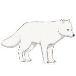 25 Easy Arctic Fox Drawing Ideas - How to Draw