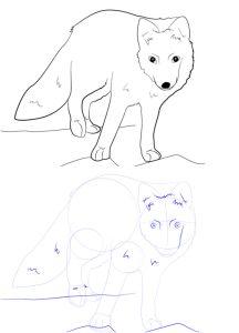 25 Easy Arctic Fox Drawing Ideas - How to Draw