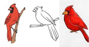 20 Easy Cardinal Drawing Ideas - Draw a Cardinal