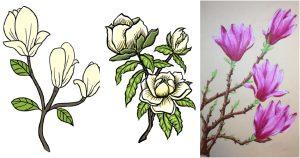 25 Magnolia Flower Drawing Ideas - Draw Magnolia Flower