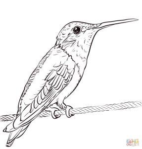 25 Free Hummingbird Coloring Pages for Kids and Adults