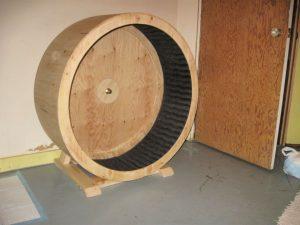 DIY Cat Wheel for Your Feline Friend - Blitsy